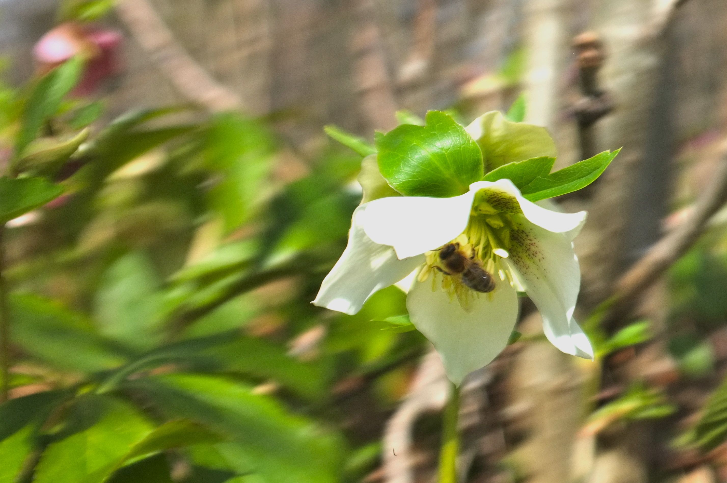 imker siegsdorf, bienenzuchtverein siegsdorf imker-verein